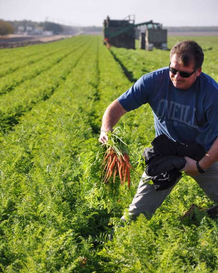 Behind the Scenes: Baby Carrot Harvest at Grimmway Farms | The Kitchn