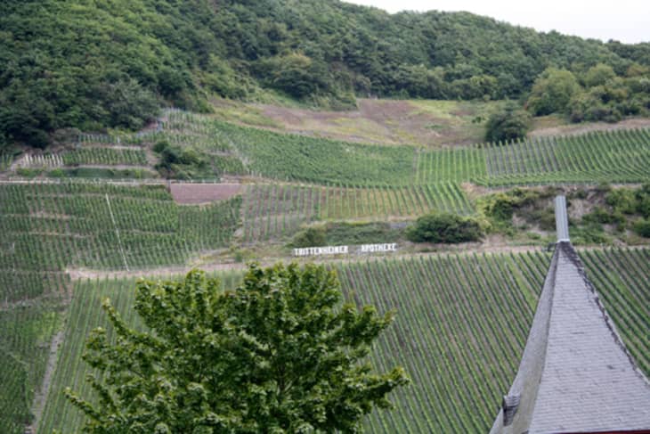 Know Your German Riesling Wine Regions: Mosel, Rheingau, & Pfalz | The ...