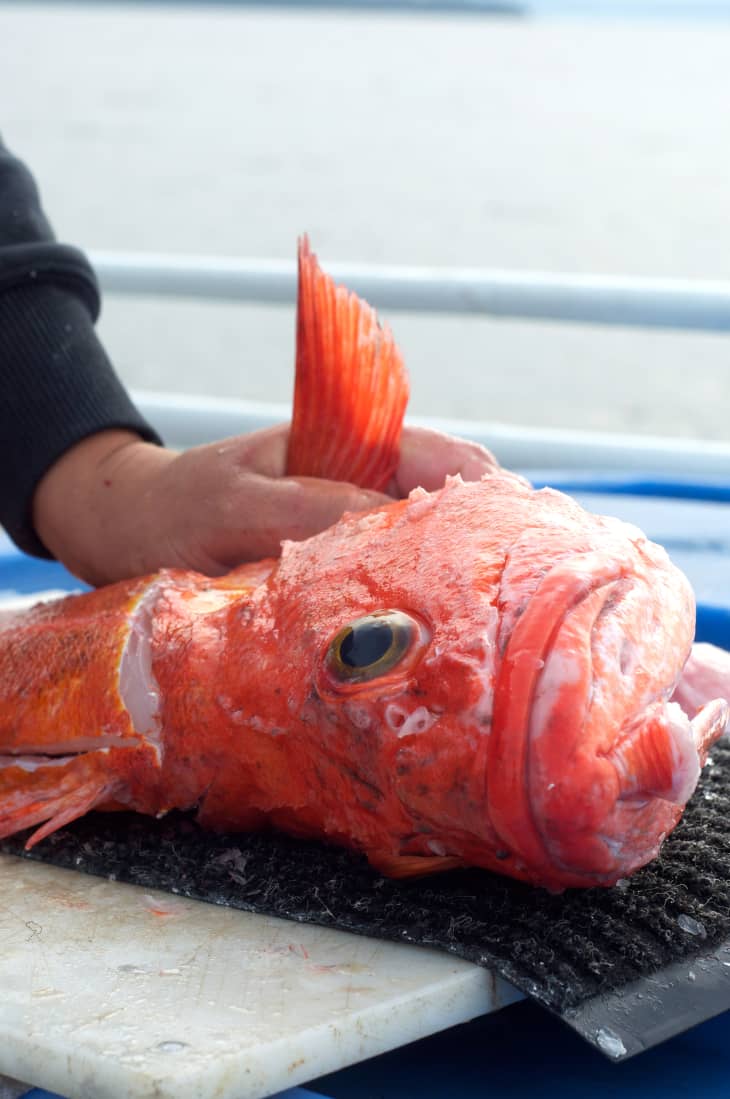 Scenes from Alaskan Fish Camp: Filleting a Yelloweye Rockfish Right on ...