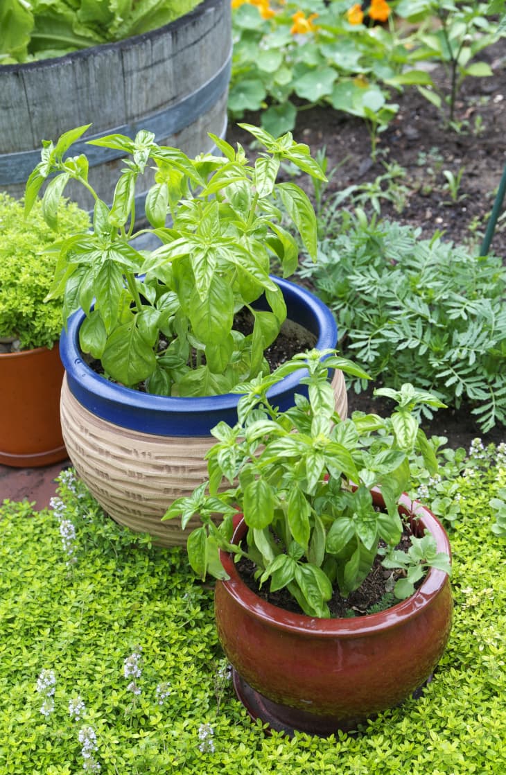 How to Grow Basil in a Container Herb Garden | The Kitchn