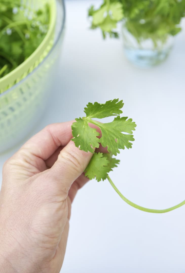 Everything You Need to Know About Growing Cilantro | The Kitchn