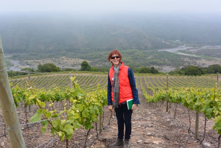 Cool Climate Wines from Viña Leyda: A Dynamic Pioneering Wine Producer ...