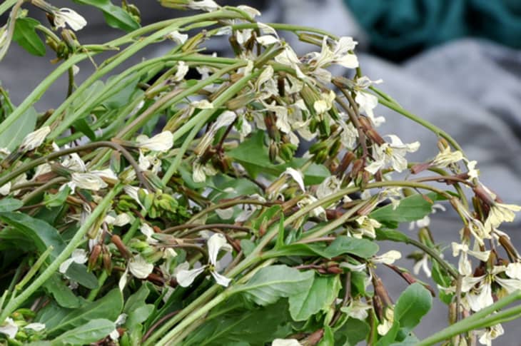 Seasonal Spotlight: Arugula Blossoms | The Kitchn