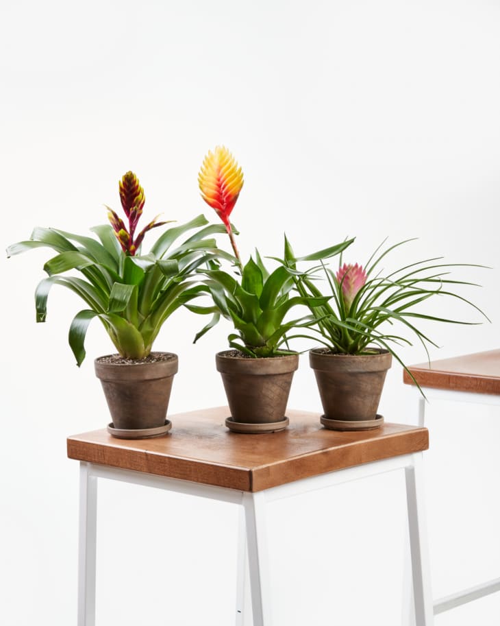 Bloomscape Tropical Plants Collection 2020 | The Kitchn