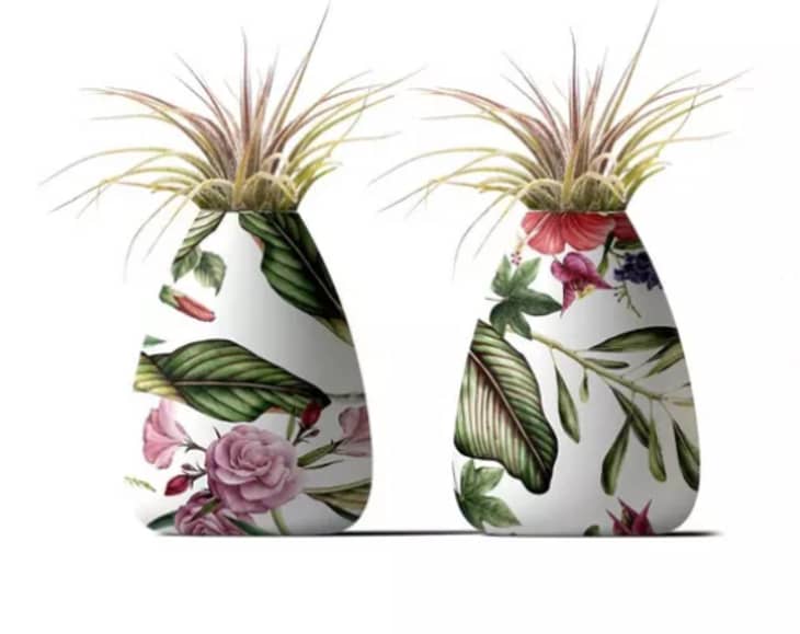 Target Air Plant Terrarium | Apartment Therapy