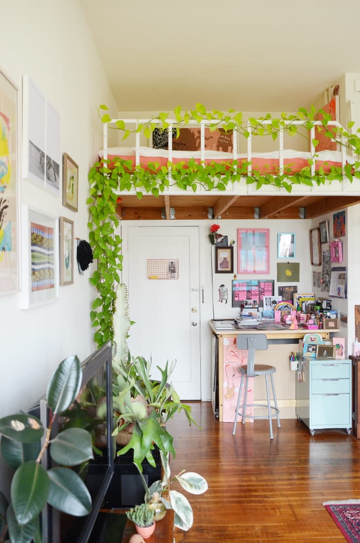 New Home Decor Plant Trend: The Pothos Plant | Apartment Therapy
