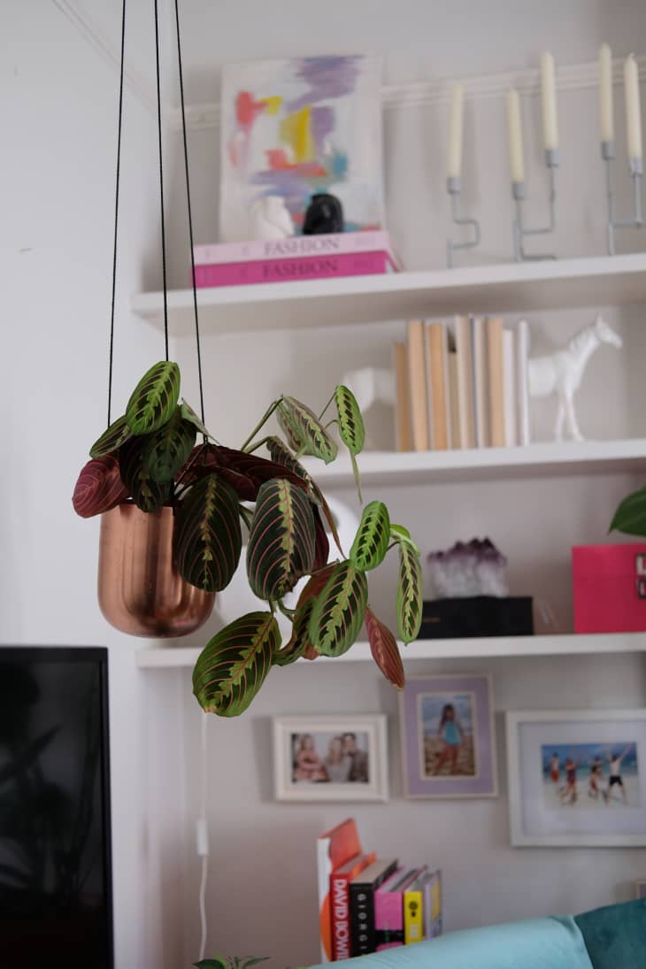 Prayer Plant Care - How to Grow & Maintain Marantas | Apartment Therapy
