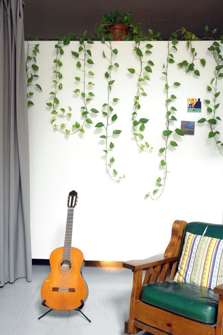 New Home Decor Plant Trend: The Pothos Plant | Apartment Therapy