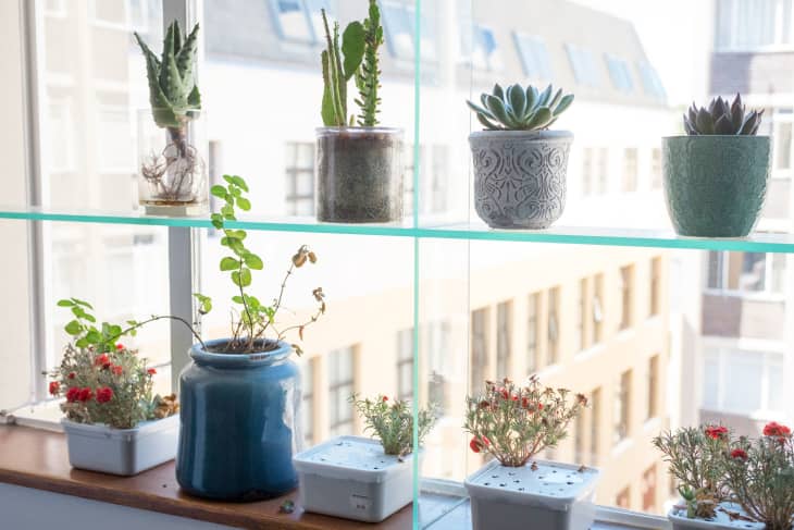 How to Display Houseplants: 100 of Our Favorite Plant-Display Ideas ...