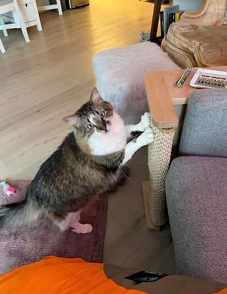 Hilde & Phil's Cat-e-Corner Saves My Sofa from Cat Scratches ...