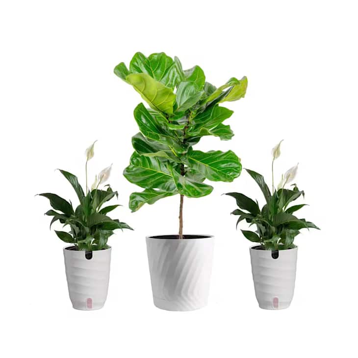 8 Plant Deals from The Home Depot’s Spring Black Friday 2026 ...