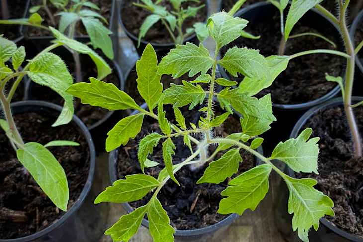 How to Grow The Strongest, Healthiest Tomatoes This Summer | Apartment ...