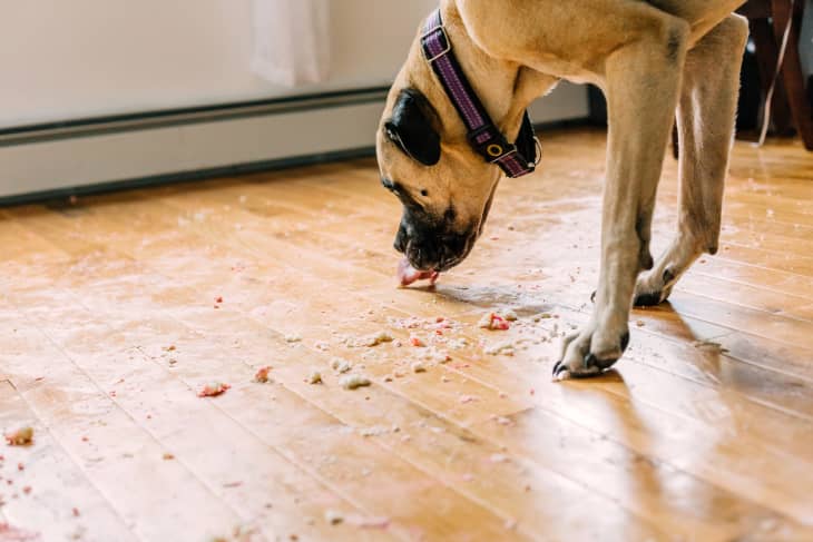 The Best Cleaning Tips for Pet Stains, Messes, and Smells | Apartment ...
