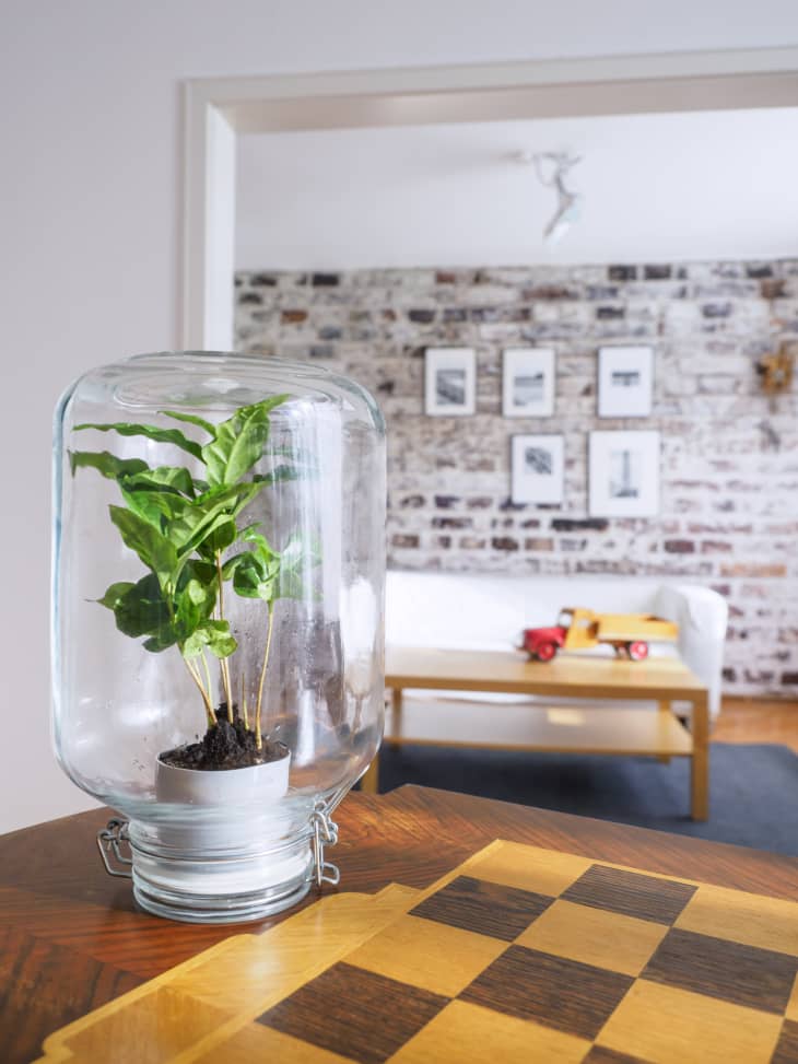 How to Grow Coffee Plant Indoors | Apartment Therapy