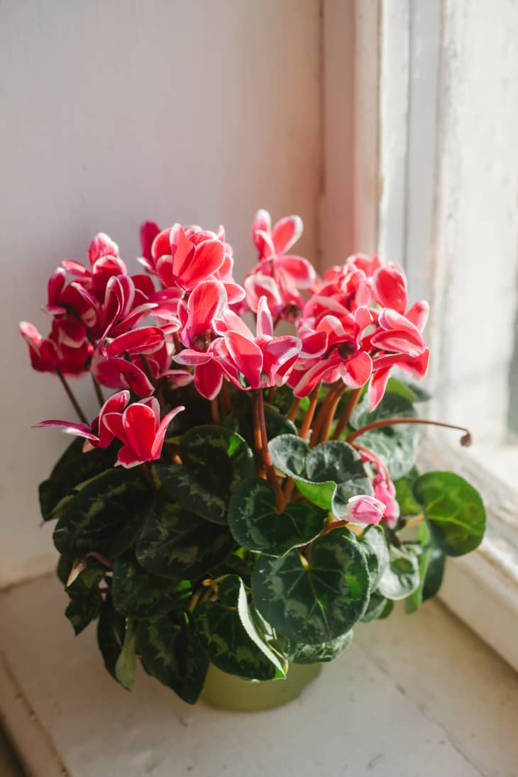 How to Care for Cyclamen: Instructions and Growing Advice | Apartment ...