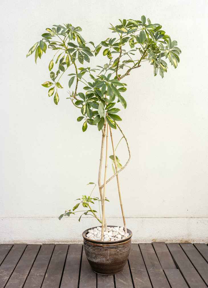 Best Indoor Trees - Large Floor Plants for a Bold Statement | Apartment ...