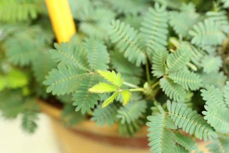Here's Why the Sensitive Plant Is a Good Houseplant for Introverts ...