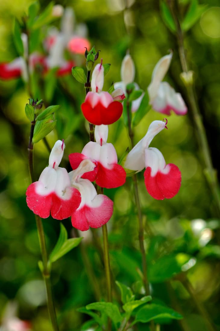 6 Garden Plants That Offer the Biggest Bang for Your Buck | Apartment ...