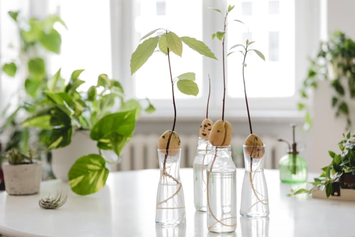Nature-Inspired Home Decor DIY Ideas | Apartment Therapy