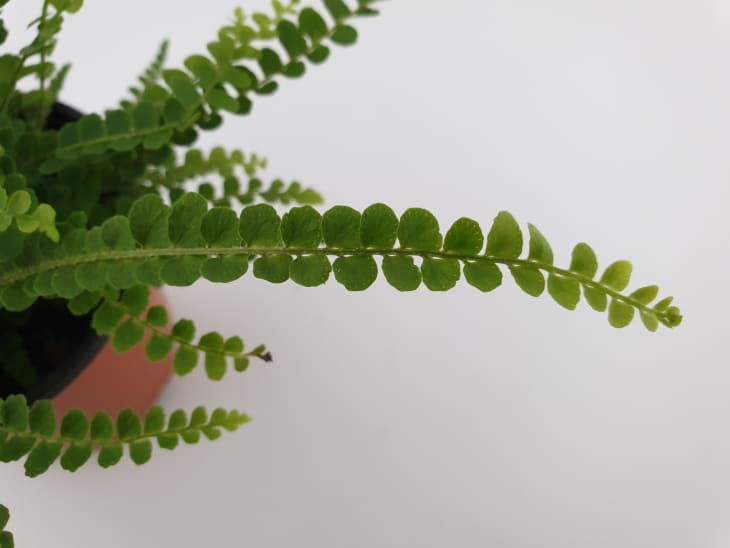 Lemon Button Fern: How to Grow this Hardy Plant | Apartment Therapy
