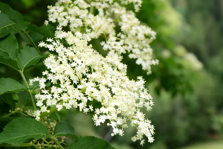 9 Best Edible Flowers for Garnishing Food (and 6 to Avoid) | The Kitchn