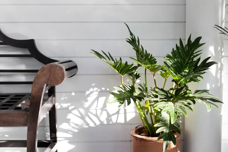 Philodendron Xanadu Plant Care (Growing, Propogating & More ... Philodendron Xanadu Plant Care (Growing, Propogating & More ...