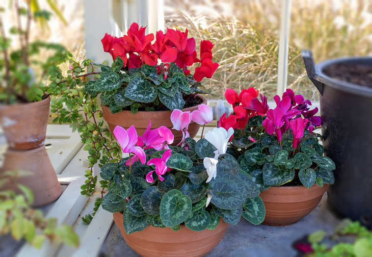How to Care for Cyclamen: Instructions and Growing Advice | Apartment ...