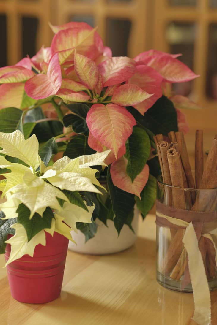 7 Poinsettia Arrangement Ideas for Every Type of Home | Apartment Therapy