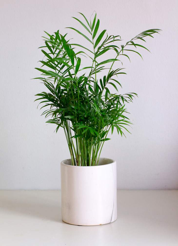Best Indoor Trees - Large Floor Plants for a Bold Statement | Apartment ...