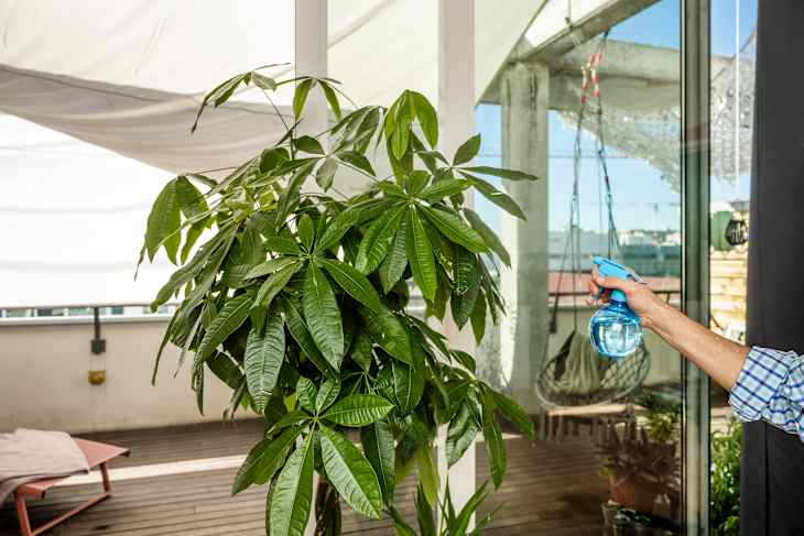 Best Indoor Trees - Large Floor Plants for a Bold Statement | Apartment ...