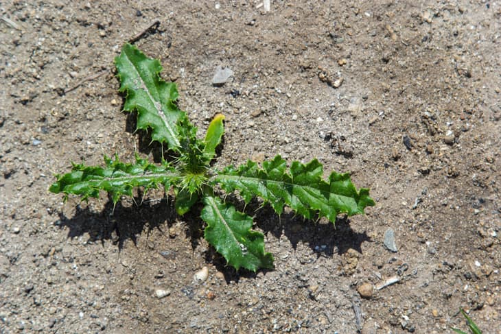 7 Common Lawn and Garden Weeds and How to Remove Them | Apartment Therapy