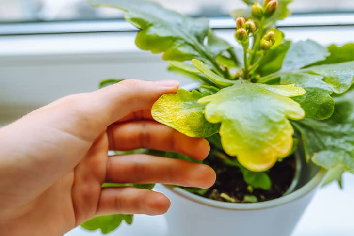 How to Save a Plant with Yellowing Leaves & What They Mean | Apartment ...