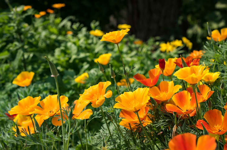 15 Easy, Fast-Growing Flower Seeds for Impatient Gardeners and Novice ...