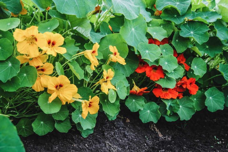 6 Garden Plants That Offer the Biggest Bang for Your Buck | Apartment ...