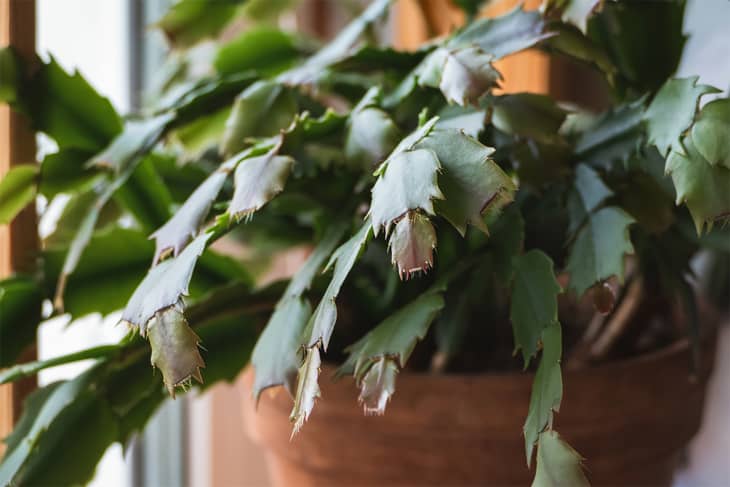 How to Grow Thanksgiving Cactus: Care Guide with Pro Advice | Apartment ...