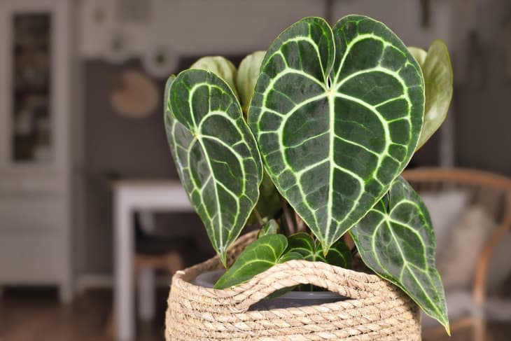 5 Trendy Houseplants You’ll See Everywhere This Spring | Apartment Therapy
