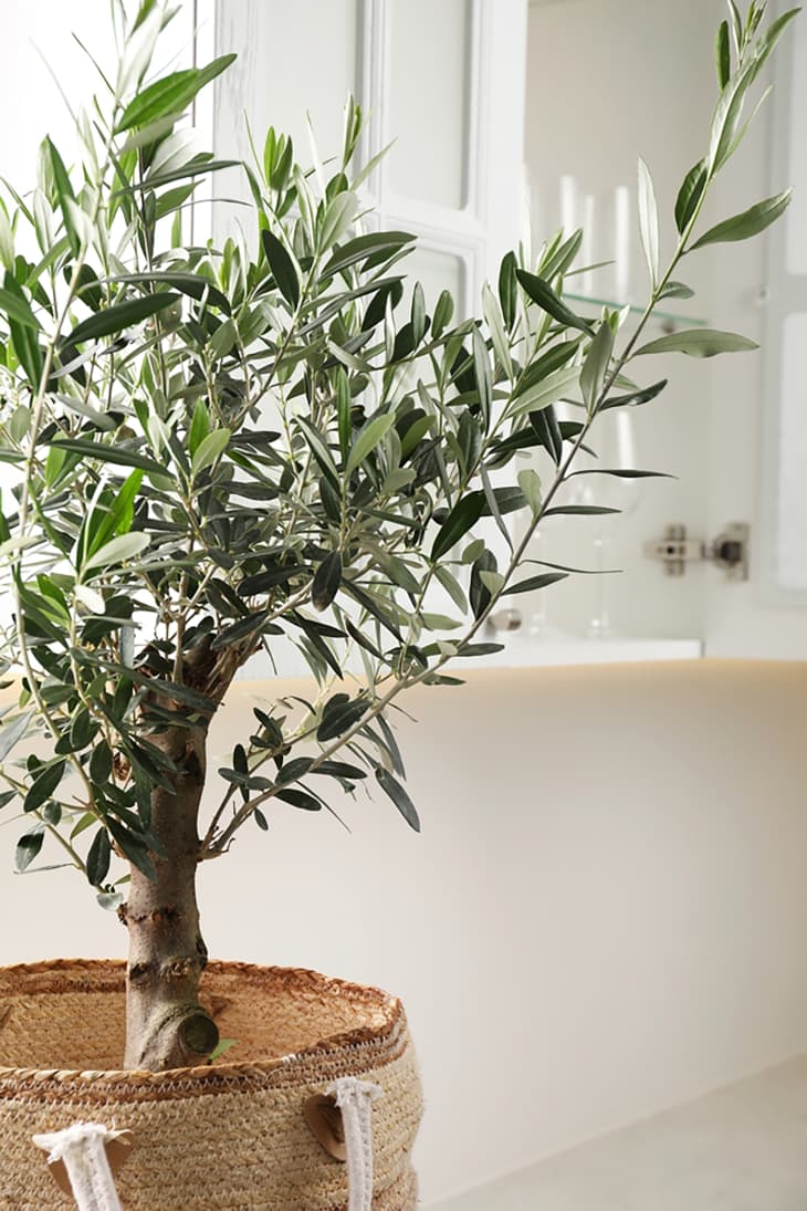 Olive Tree Indoor Care - How to Grow Olive Trees Indoors | Apartment ...