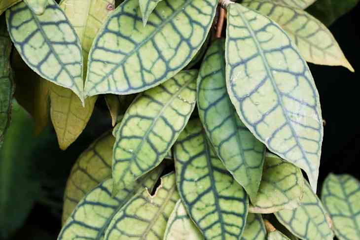 2025’s Trendiest Houseplants, According to Pros | Apartment Therapy
