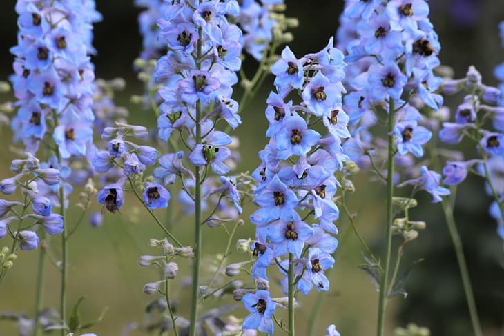 15 Easy, Fast-Growing Flower Seeds for Impatient Gardeners and Novice ...