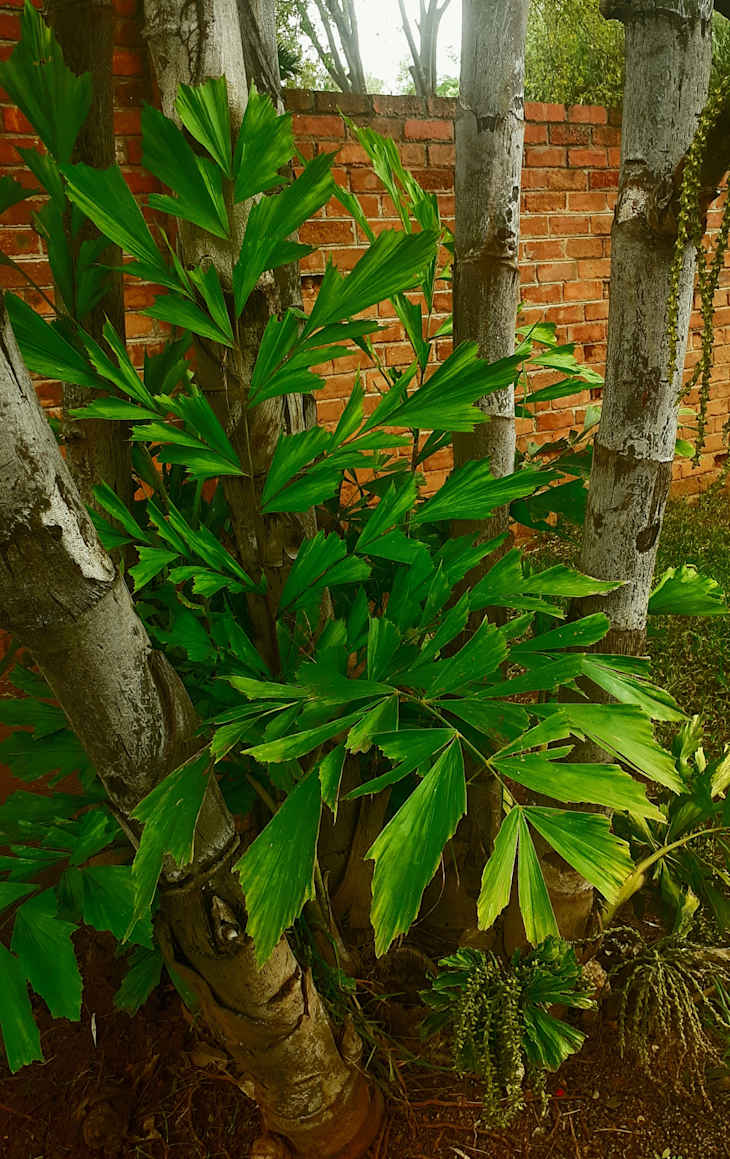 Best Indoor Trees - Large Floor Plants for a Bold Statement | Apartment ...