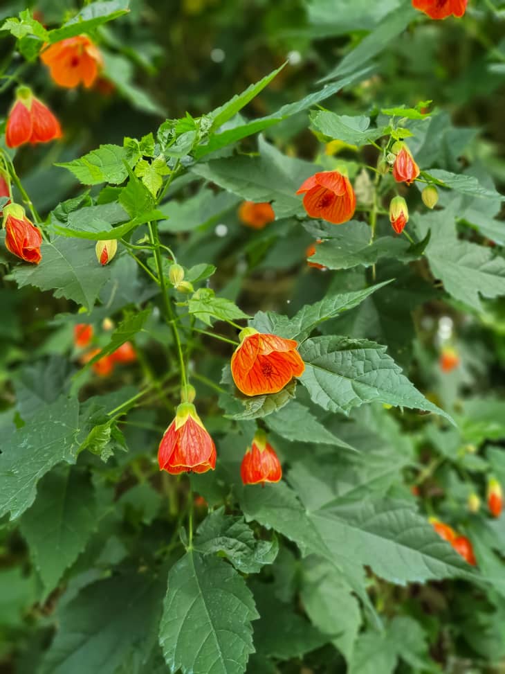 6 Garden Plants That Offer the Biggest Bang for Your Buck | Apartment ...