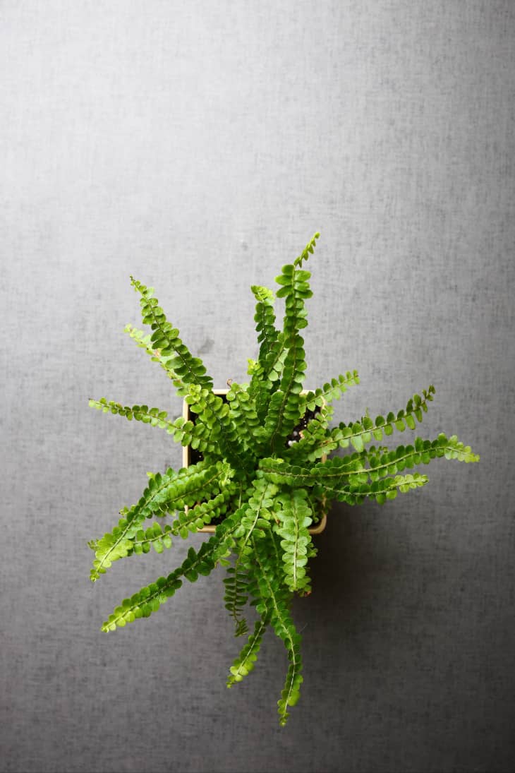 Lemon Button Fern: How to Grow this Hardy Plant | Apartment Therapy