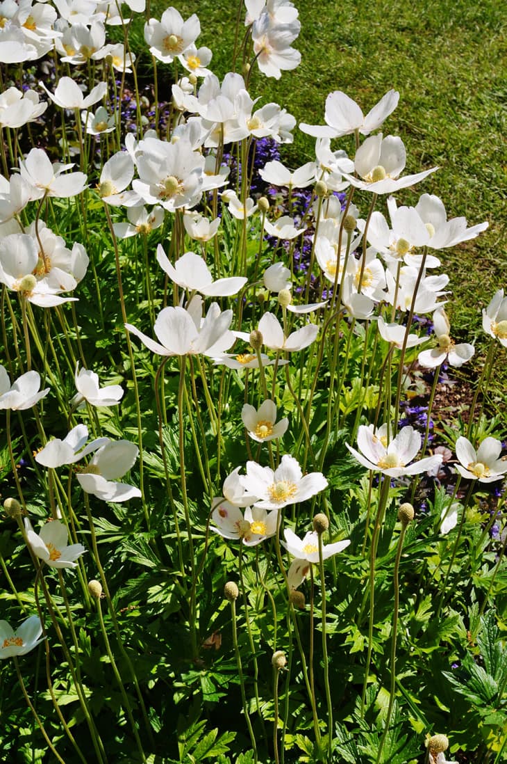 Perennials to Plant in Early Spring | Apartment Therapy