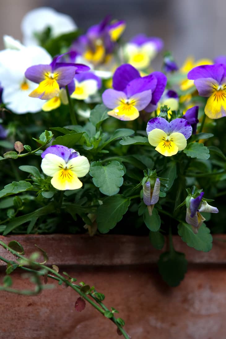 What to Plant in March | Apartment Therapy