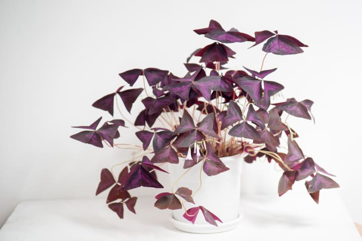Purple Shamrock Plant Care - How to Grow & Maintain Oxalis Triangularis ...