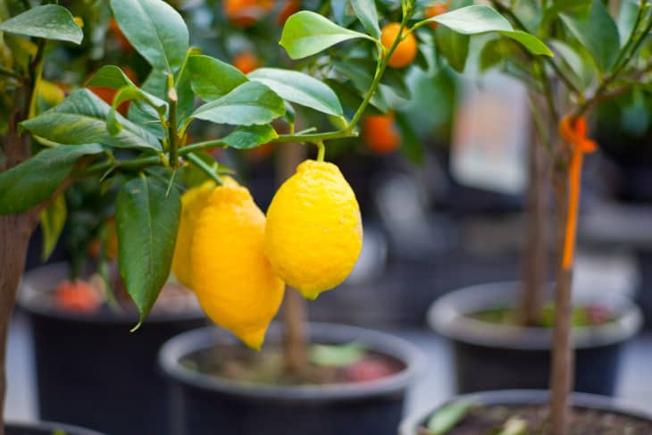 How to Grow Indoor Lemon Trees (and Actually Get Fruit!) | Apartment ...