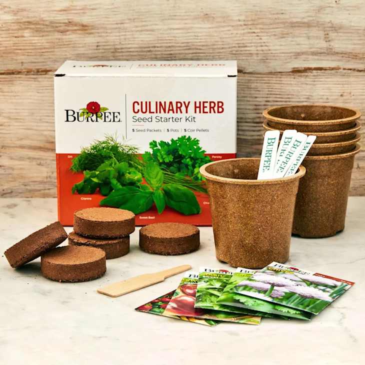 How to Use a Berry Container to Start Seeds | The Kitchn