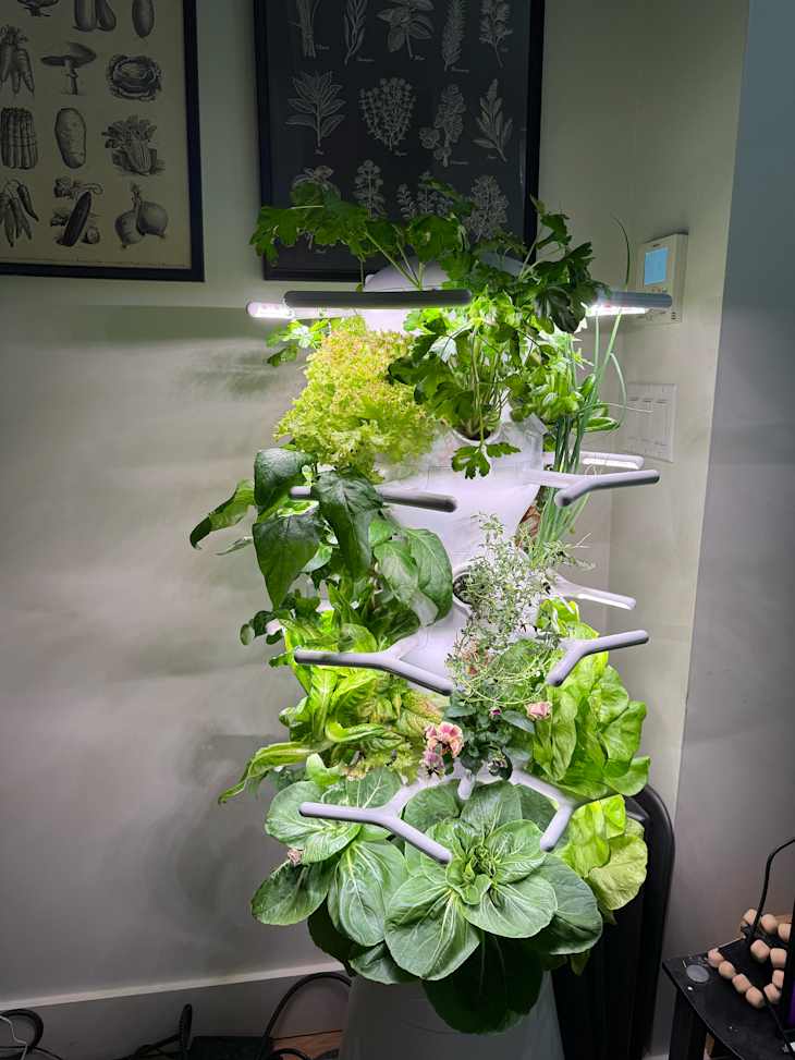 Why I’d Splurge on the Lettuce Grow Farmstand Nook Again and Again ...