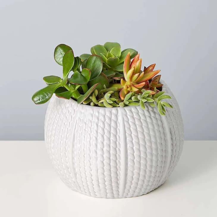 Plants.com Has Released a Festive Fall Collection | Apartment Therapy