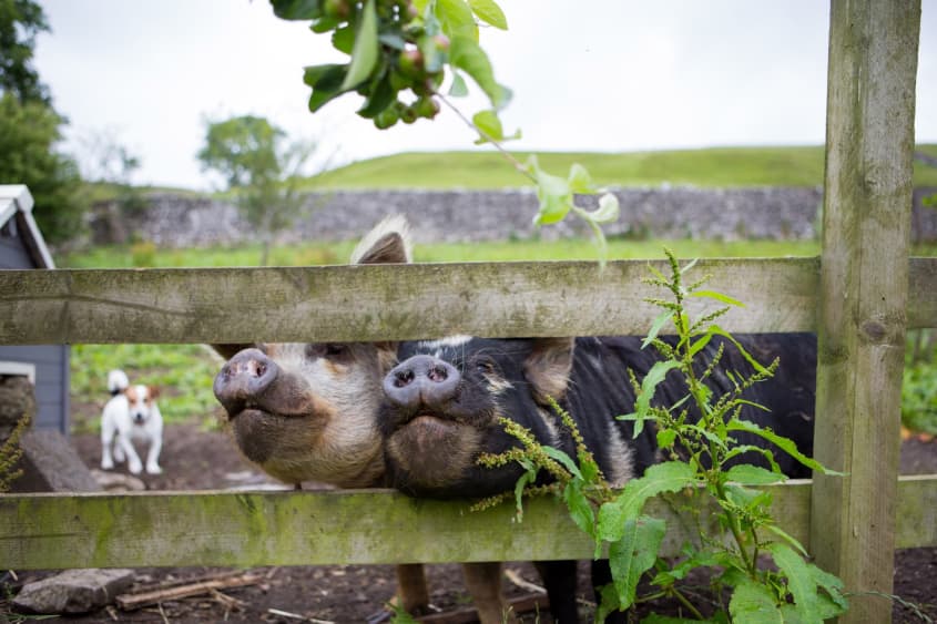 House Tour: A Dreamy, Rustic 1729 Yorkshire Farmhouse | Apartment Therapy